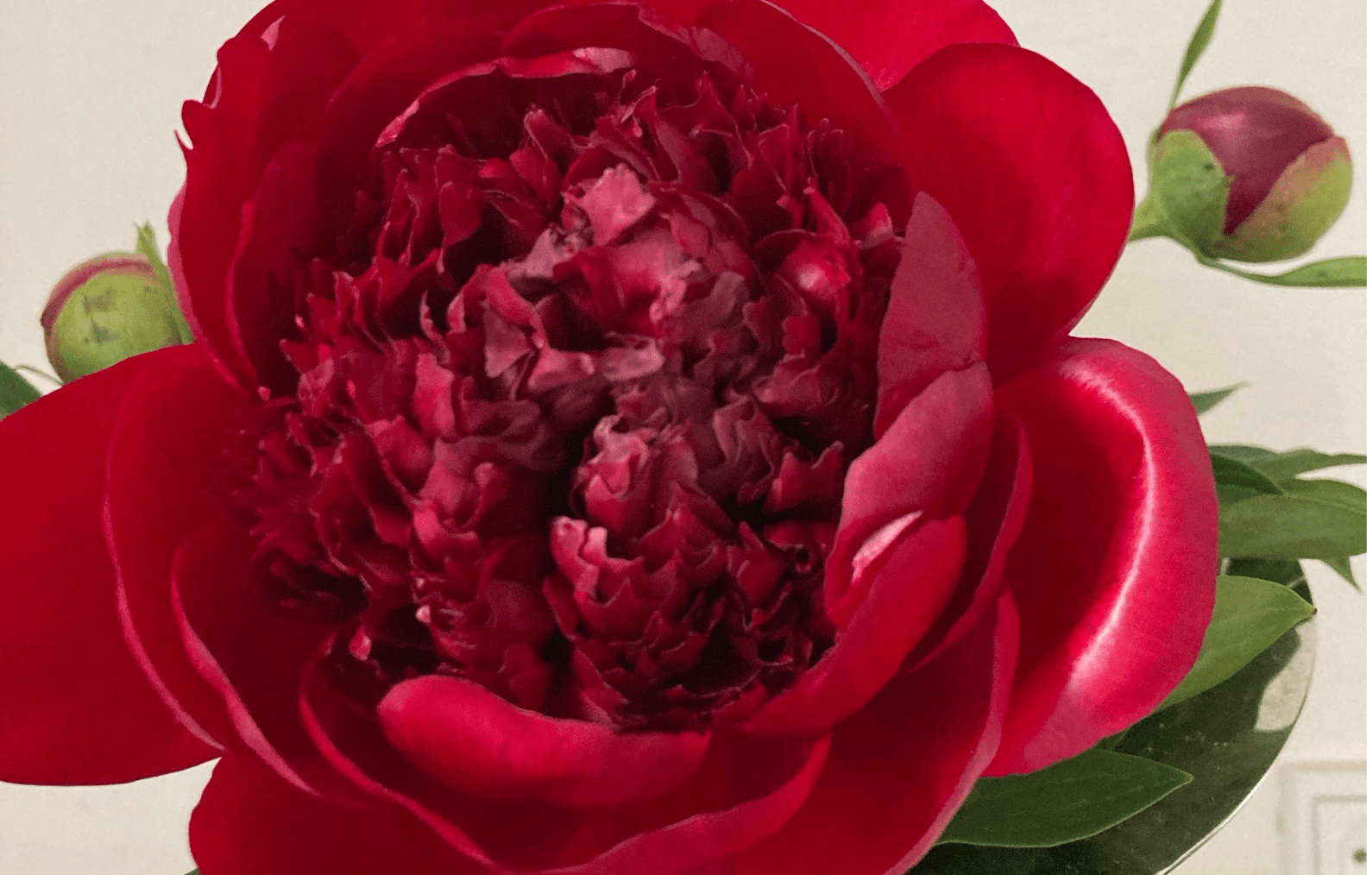 Pæon værelset - Koruplund Vingård og Bed and Breakfast